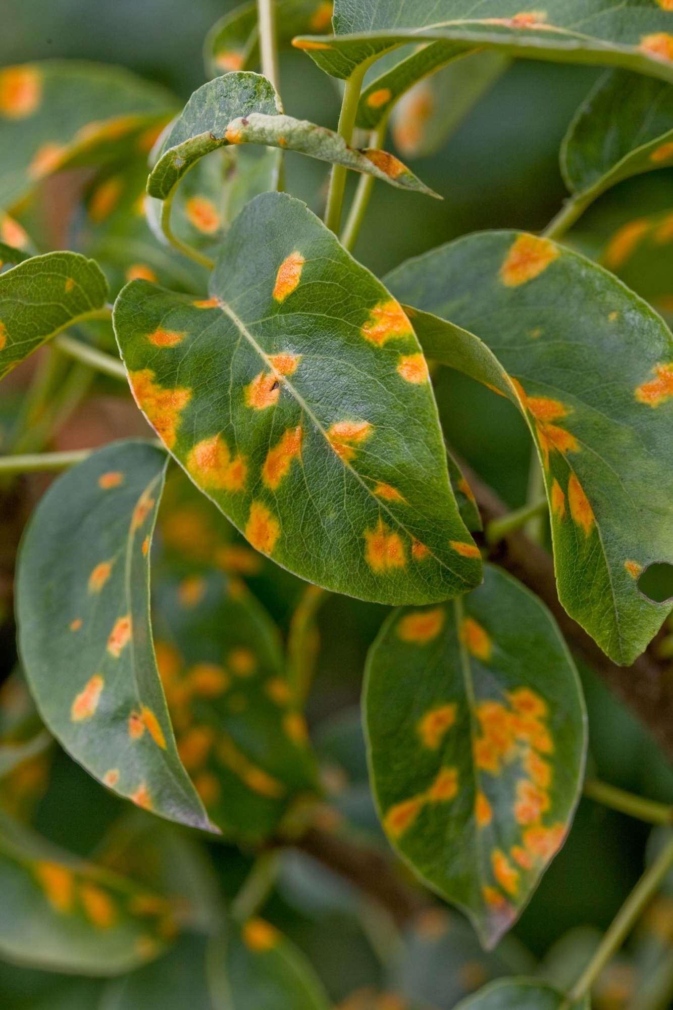 Plant Diseases RHS Plant Pathology Research Advice And Control RHS Plant Diseases RHS Plant Pathology Research Advice And Control RHS