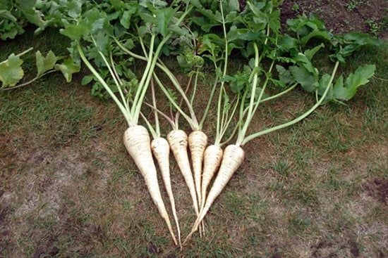 Parsnip Plants Look Like