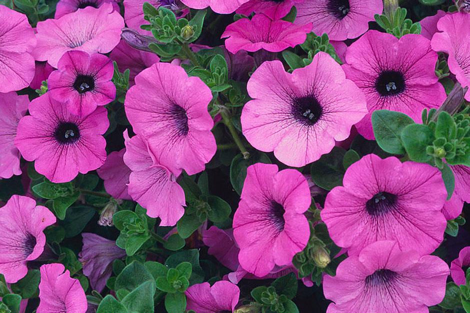 Help, advice & tips from the RHS on all kinds of plants / RHS Gardening