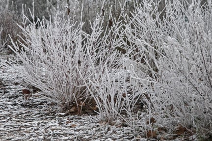 Cold climate: plants for / RHS Gardening