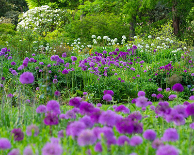 RHS Garden Curators pick their best bulbs | RHS / RHS