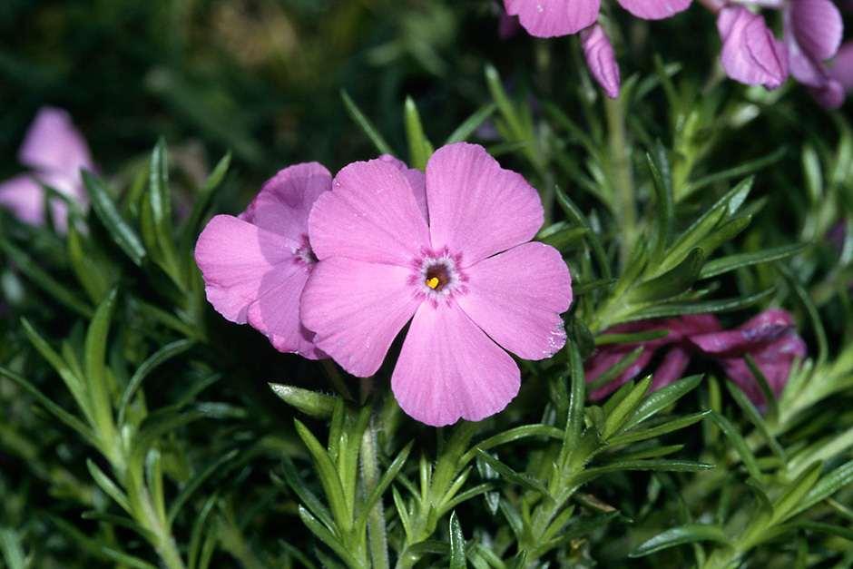 Learn about the RHS top 10 AGM Summer Perennials / RHS