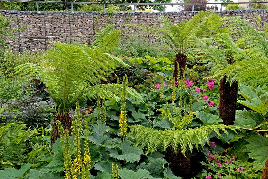 Planting Ferns Under Trees The Striking And Architectural Tree Fern