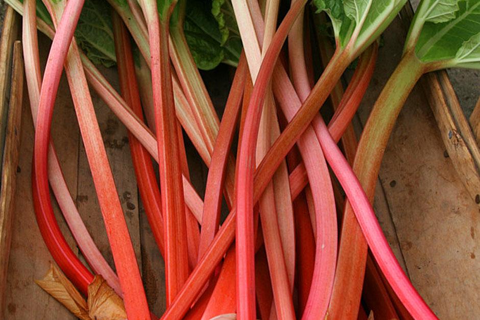 Help, advice & tips from the RHS on all kinds of plants / RHS Gardening