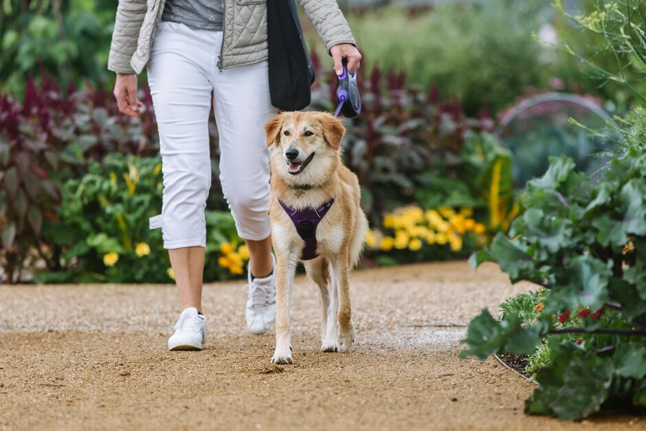 Can You Take Dogs Into Wisley