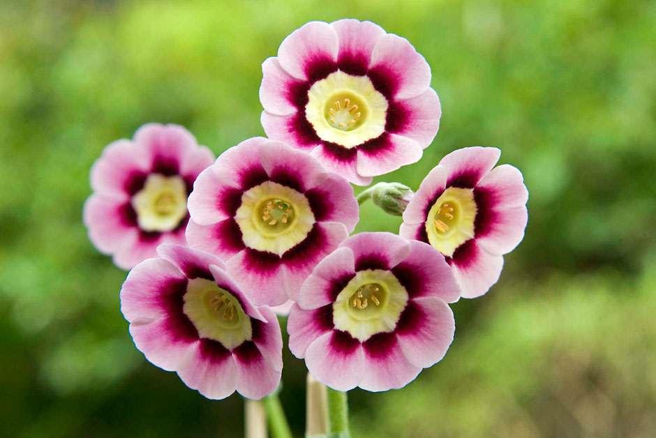 Expert's choice: Primula auricula / RHS