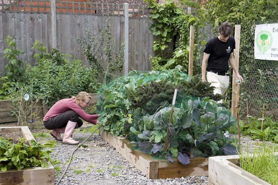 Allotments: how get the best from your plot / RHS Gardening