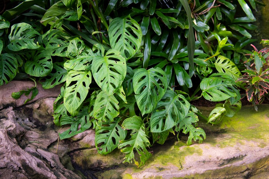 How to grow Swiss cheese plants / RHS