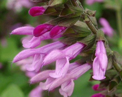 Salvia Pink Amistad | Graham Rice / RHS