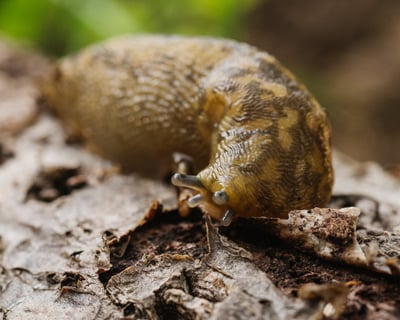 Who’s who in slugs / RHS