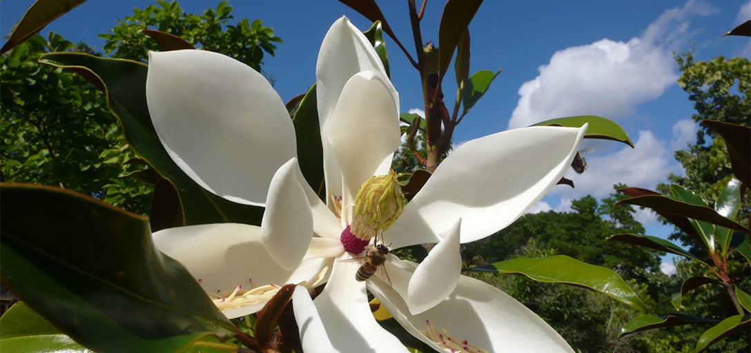 Magnolia Identification Uk