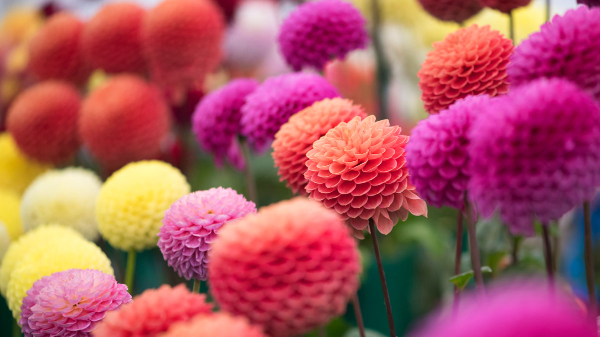 Plantsmanship / RHS Gardening