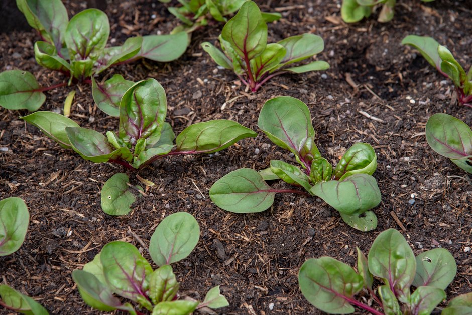 Spinach Growing Stages