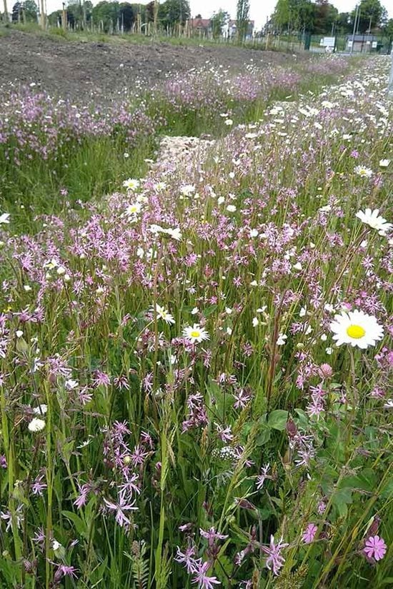 Swale Plants