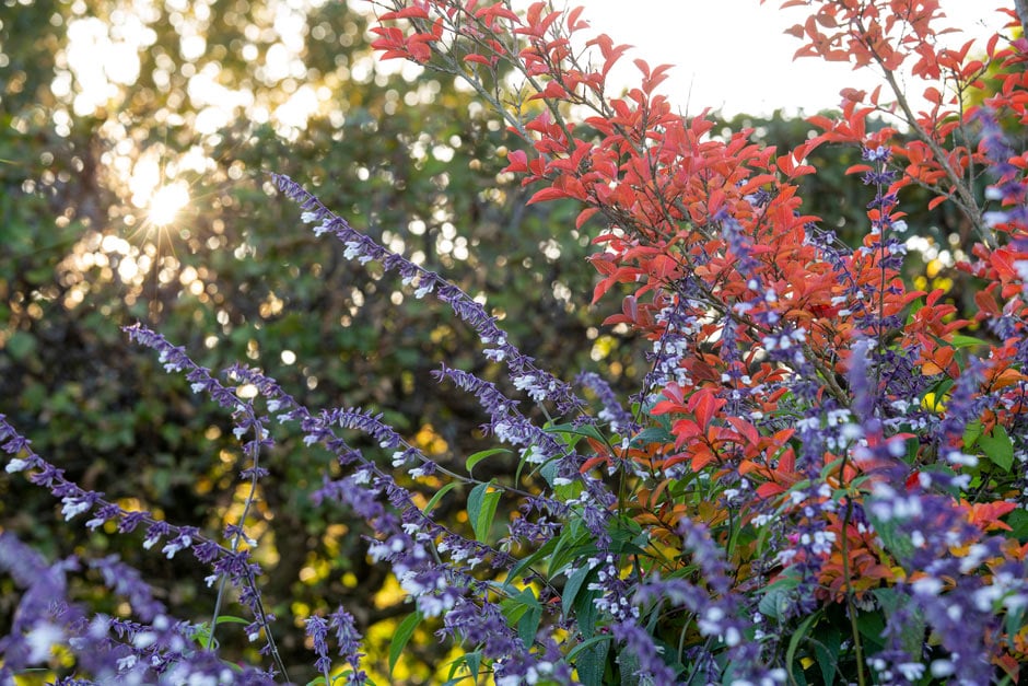 Using AGM plants in your garden / RHS