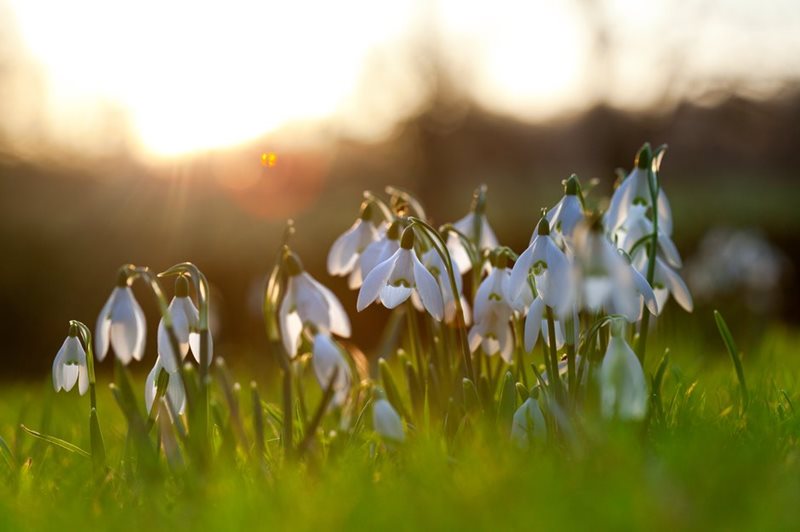 Enjoy snowdrops at the RHS Gardens / RHS Gardening