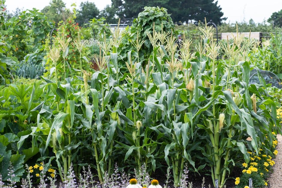 Corn Square Foot Garden