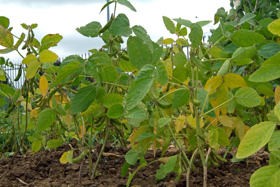 Soya Bean Plant