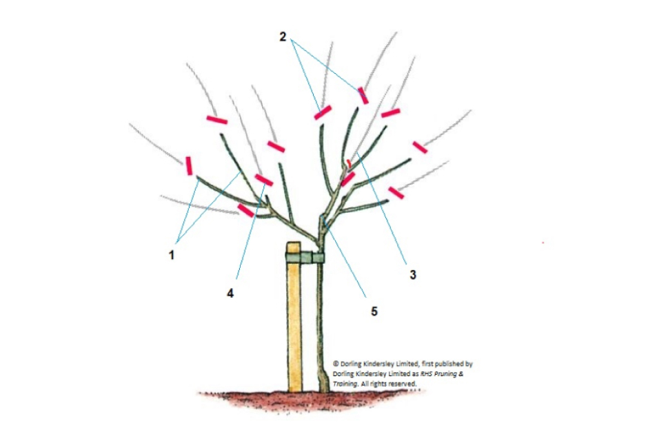 Pruning Fruit Trees