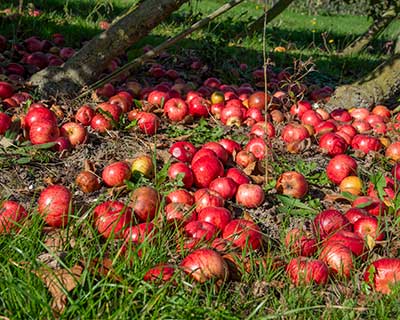 What to do with fallen fruit / RHS