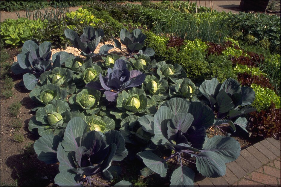 Cabbage Plant Growth Stages
