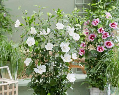 Hibiscus Flower Tower Series | Graham Rice / RHS