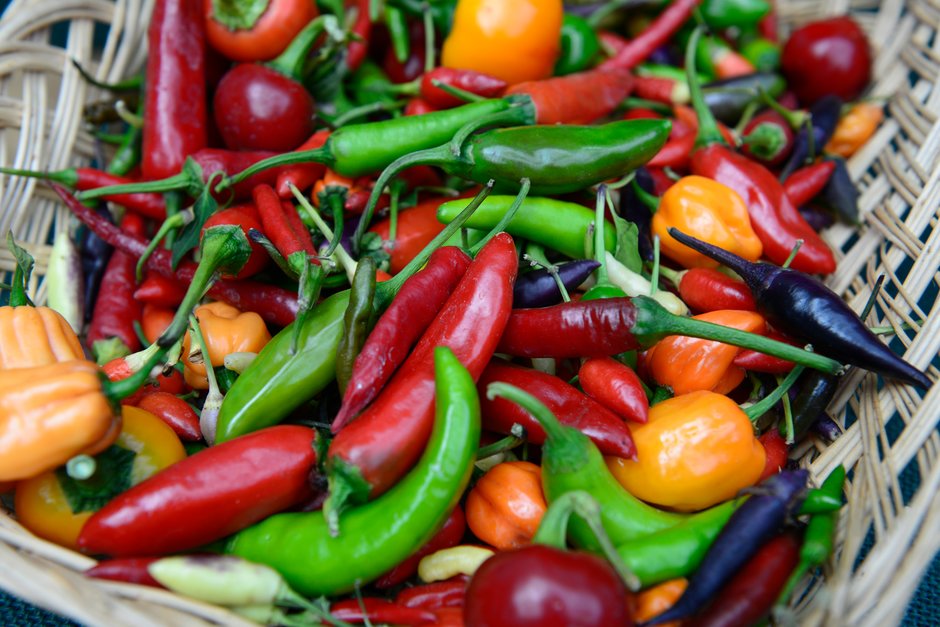 Green Chilli Tree Give Your Chilli Plants These Perfect Conditions For
