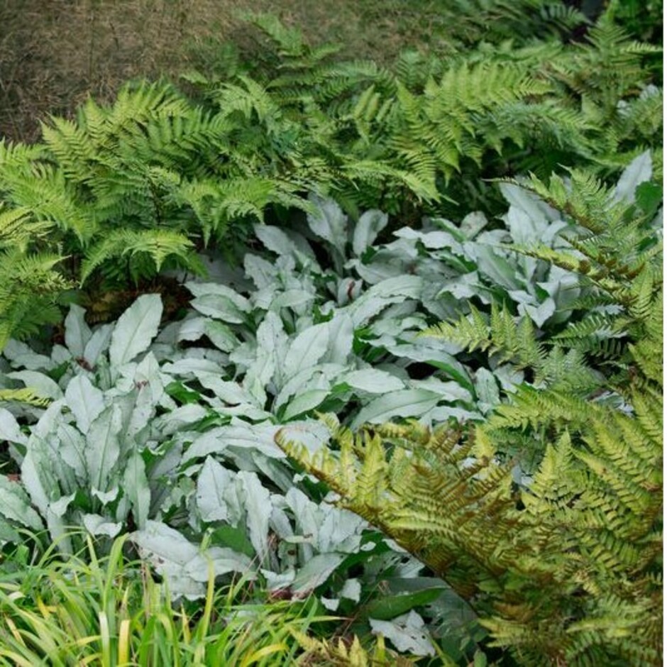 Ground Cover Ferns Bulb Bulb Log Video Diary Garden Walk Exploring The