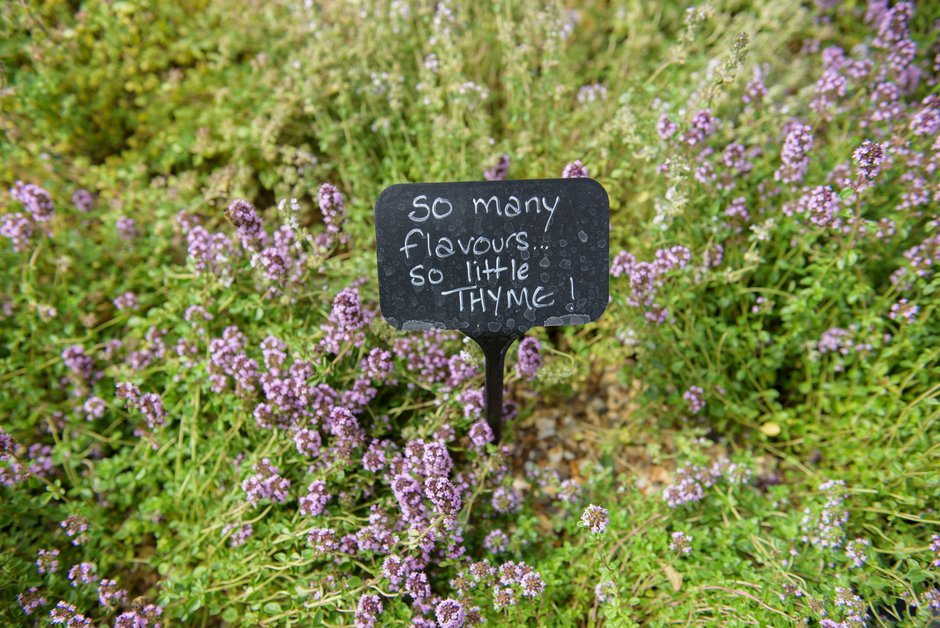 Thyme Flowers What To Know Before Planting Creeping Thyme As A Ground
