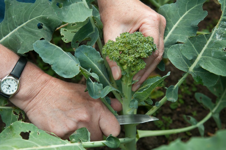 Calabrese Vegetable Main Nutrients