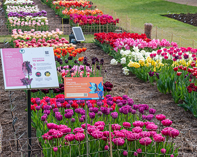 RHS People's Choice winners in Tulipa (tulip) trial at RHS Garden ...