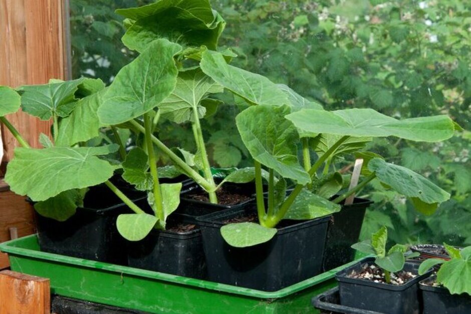 Young Pumpkin Plant Thought It Would Be Nice Having A Cute Little