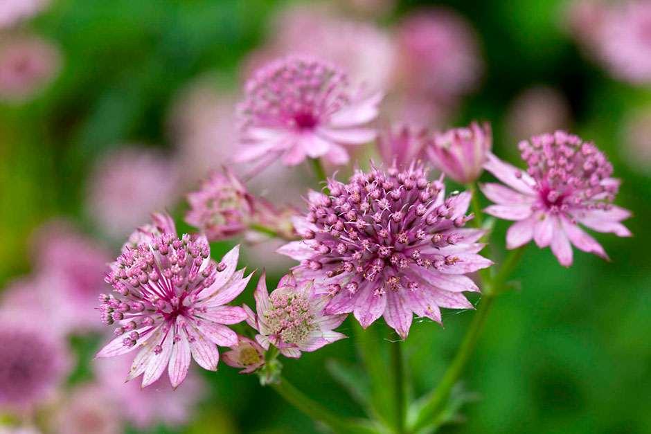 Discover Graham Rice's 10 AGM-winning easy cut flowers / RHS