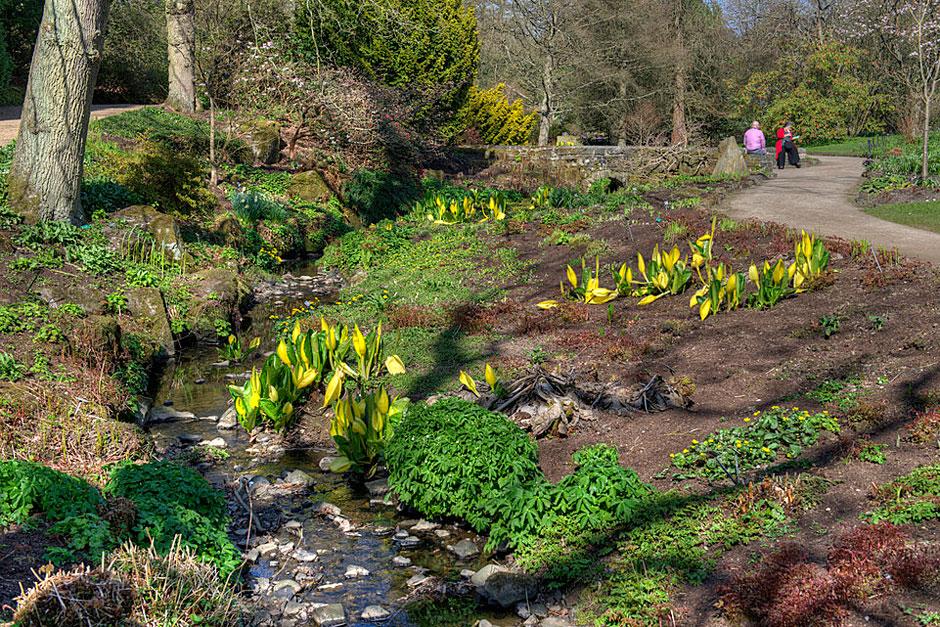 Find out more about the Streamside area of the RHS Garden Harlow Carr ...