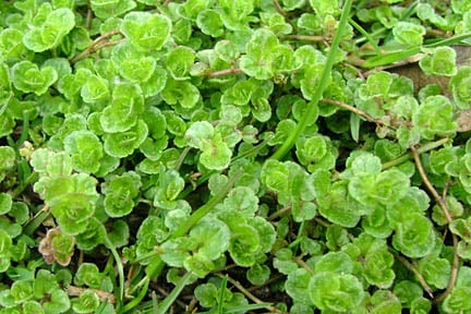 Speedwell / RHS Gardening