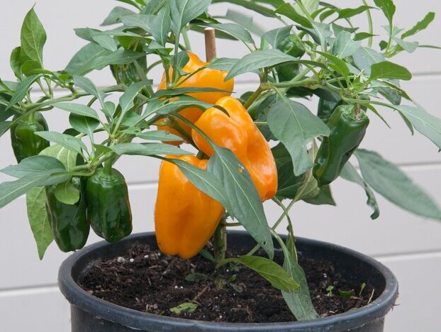 Bell Pepper Plant Growth Stages