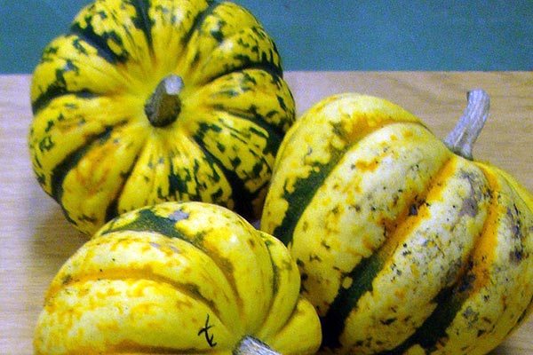 Festival Squash