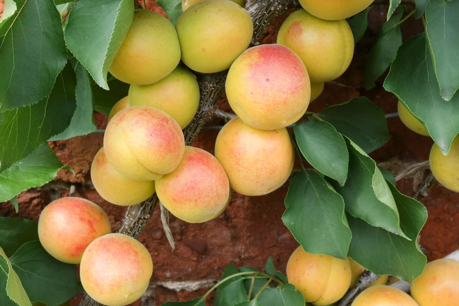 Apricot Tree