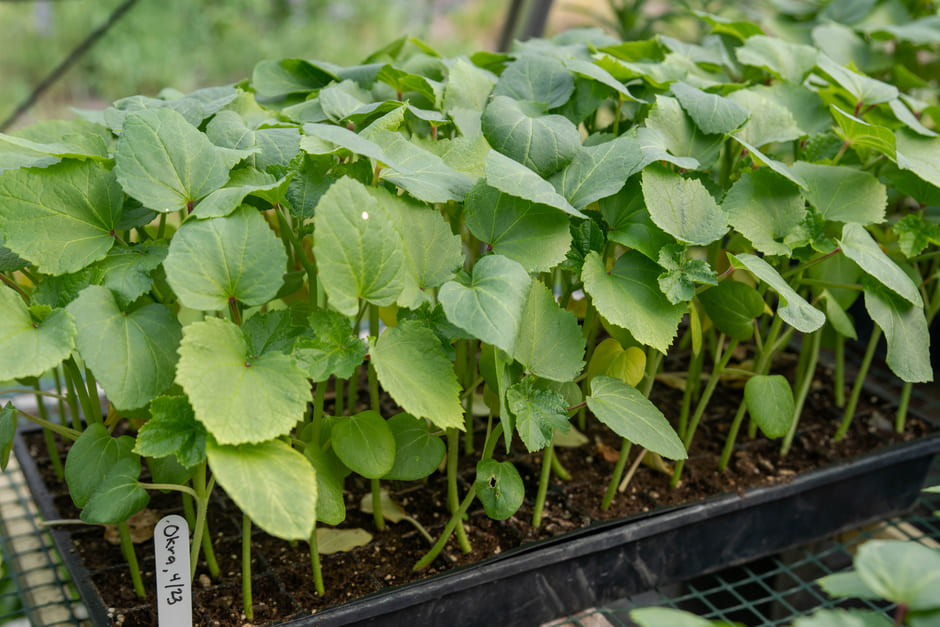 Growing Okra