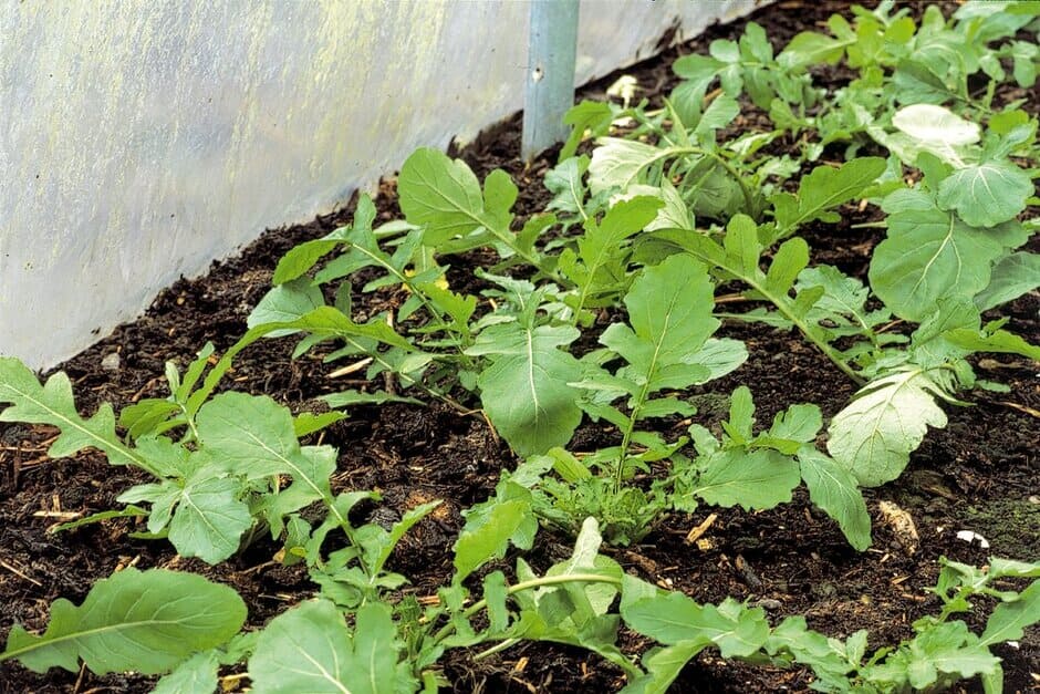 Heat A Greenhouse For Rocket Rocket Stoves In Greenhouses , Our Own