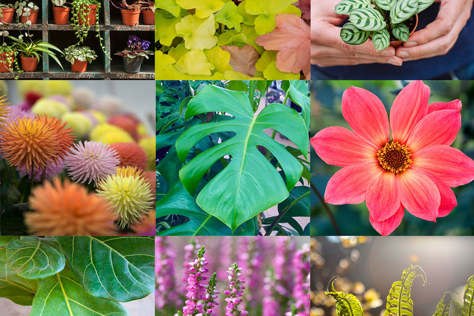 Help, advice & tips from the RHS on all kinds of plants / RHS Gardening
