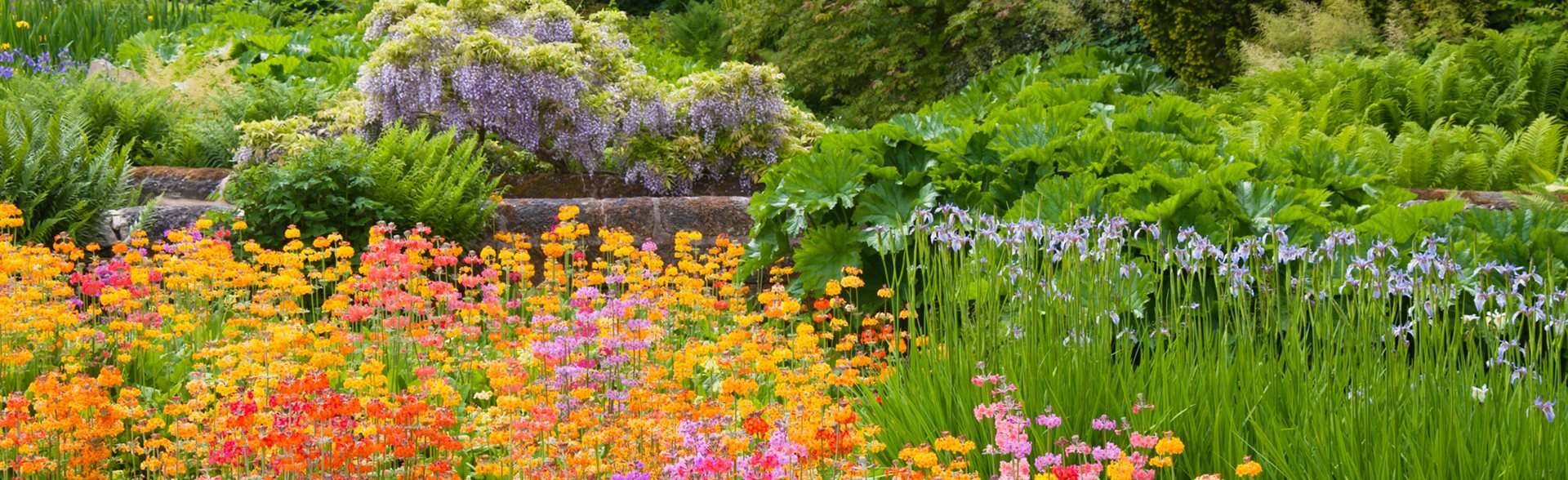 RHS - Inspiring everyone to grow / RHS Gardening