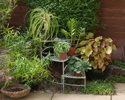 Moving houseplants outdoors for summer / RHS