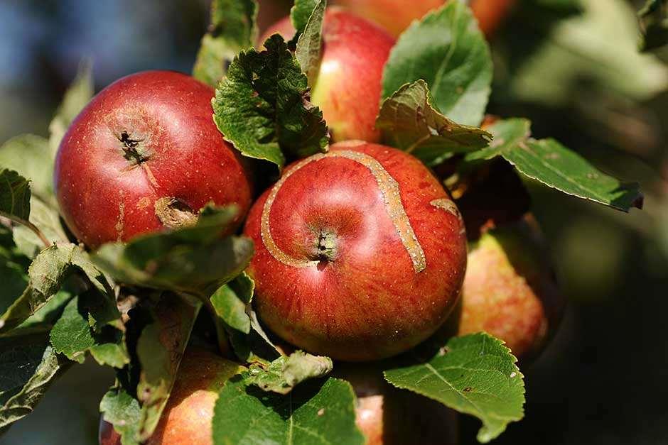 Fruit basics - fruit pests and diseases / RHS