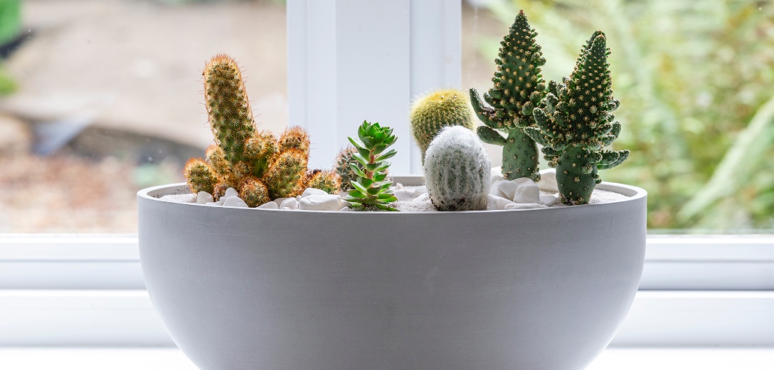 Cactus Garden In A Bowl
