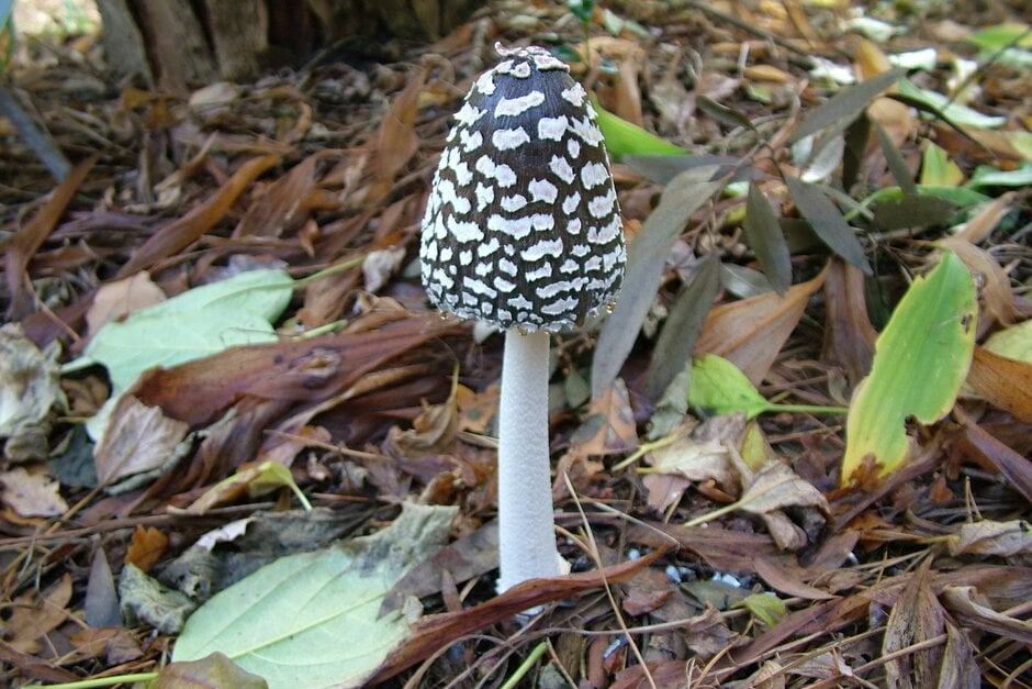 Finding Fungi project | RHS / RHS