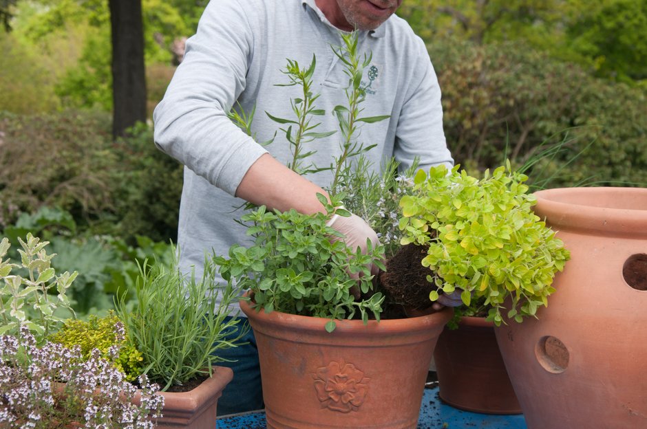 Preparing Pots For Planting How To Prepare Colourful Winter Plant