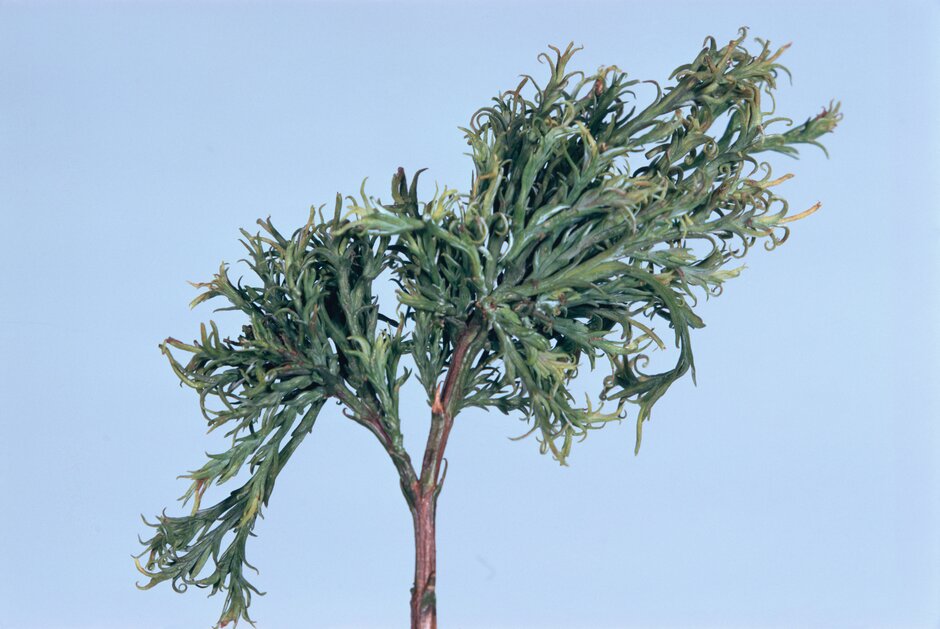 Witches Broom Plant Pruning