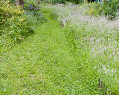 Why ‘mullet gardening’ is the trend you need to try / RHS