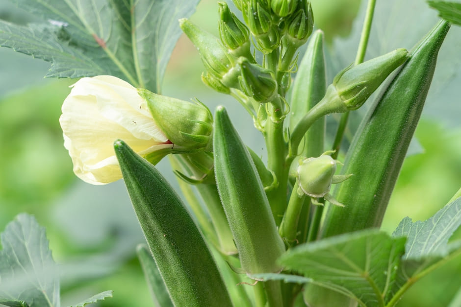 Photos Of Okra Plants Okra: Planting, Growing, And Harvesting Okra